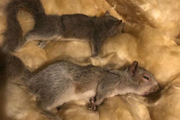 Squirrels Pest Control Squirrels Squirrel Control