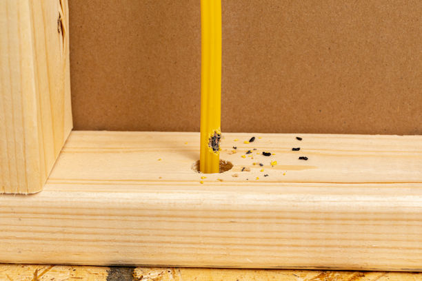 Mice | Pest Control Mice | Mouse Exterminator