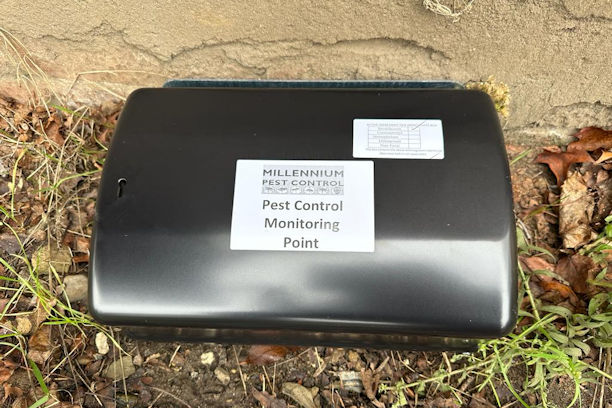 Mice | Pest Control Mice | Mouse Exterminator