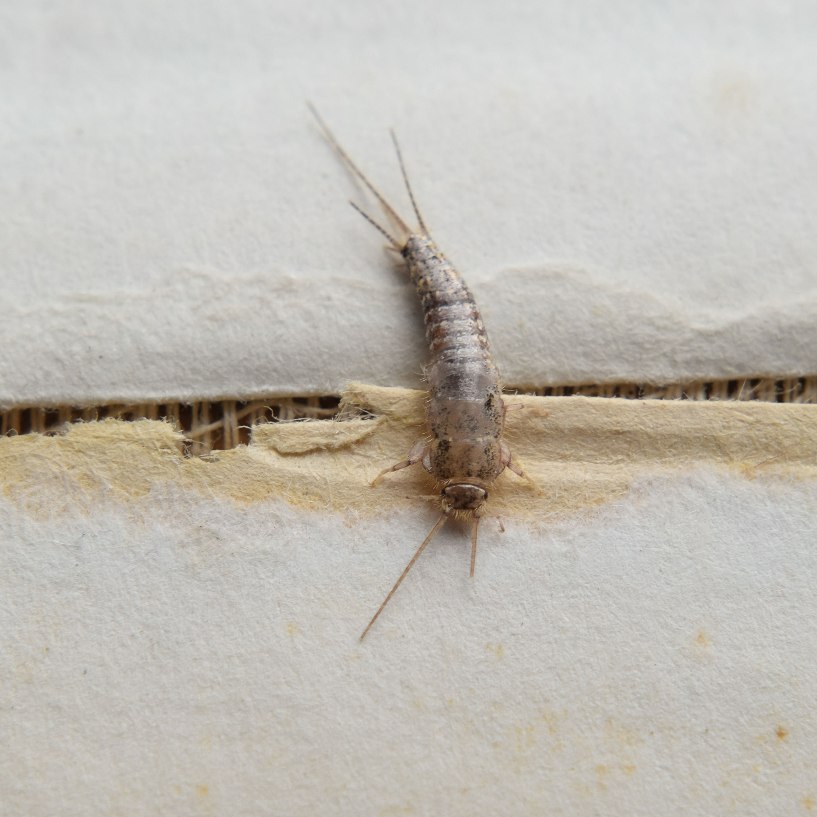 Silverfish | Silverfish Control | Silverfish Exterminator