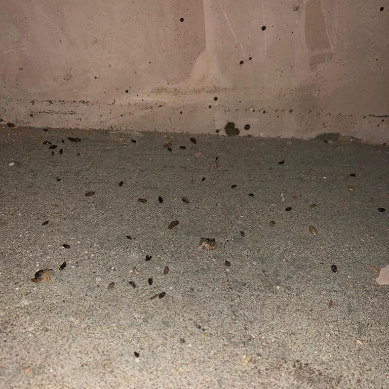 Mice | Pest Control Mice | Mouse Exterminator